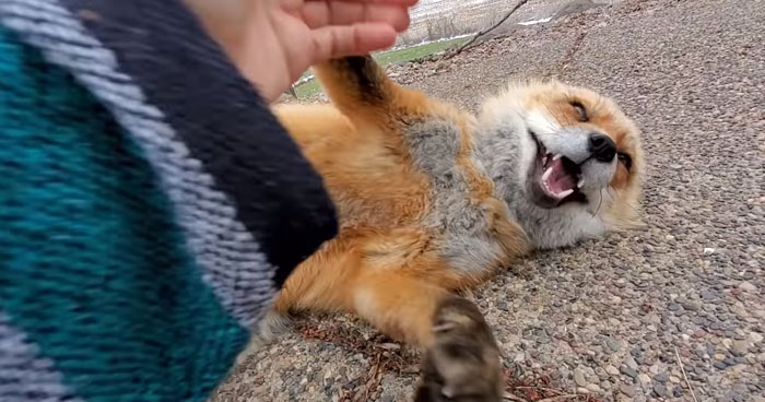 Finnegan Fox Gets Scratches, Everyone Falls In Love At His Response ...