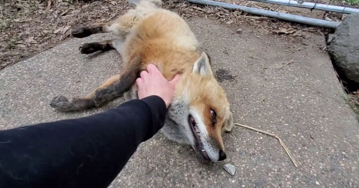 Foxes Steal Whole Attention With Their Laughing Excitement | Klipland.com