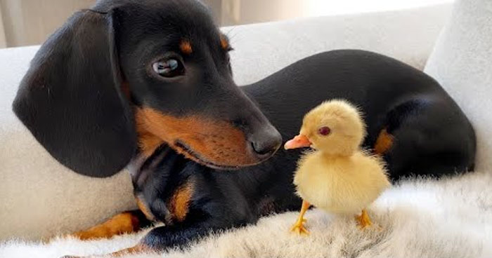 Dachshund Puppy Meets 5 Mandarin Ducklings For The First Time ...