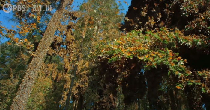 Breathtaking Monarch Butterfly Swarm Captured In The Forest | Klipland.com Breathtaking Monarch Butterfly Swarm Captured In The Forest | Klipland.com