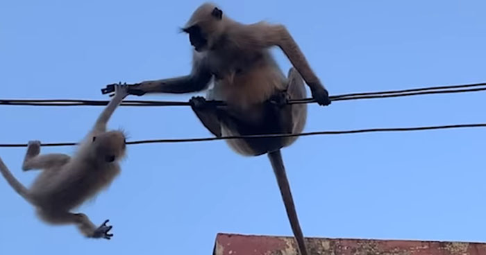 Monkey Risks Life To Rescue Her Baby Stranded On Power Lines | Klipland.com