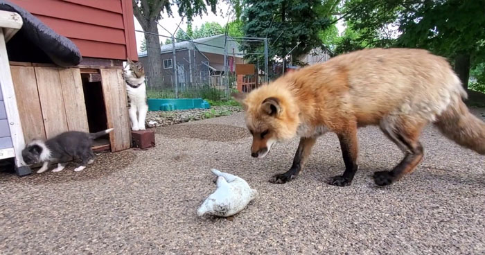 Finnegan Fox Meets A Baby Fox For The First Time | Klipland.com