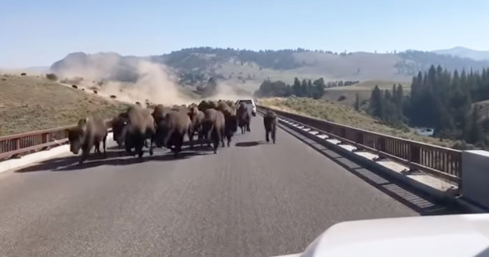 Bison Stampede Captured In Yellowstone National Park | Klipland.com