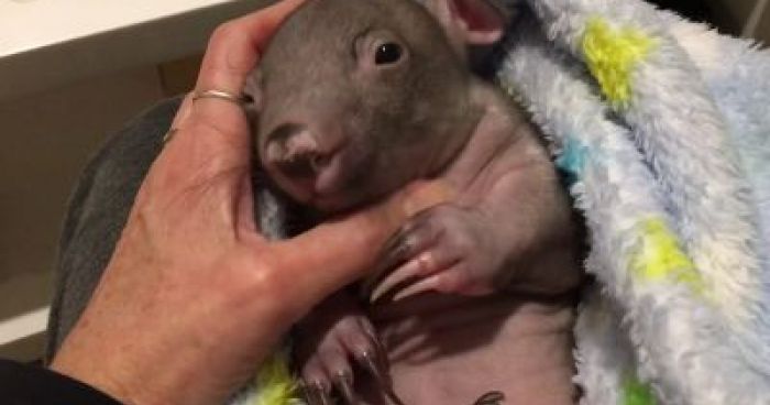 How Baby Wombat Looks Like | Klipland.com