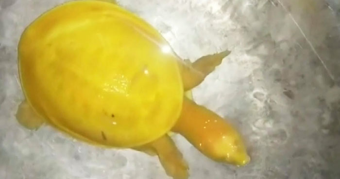 Unusual Yellow Turtle May Be The Only One In The World | Klipland.com
