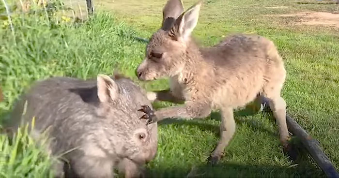 Wombat And Kangaroo Are Obsessed With Each Other | Klipland.com
