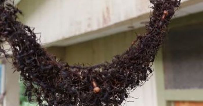 Army Ants Build Bridge To Invade Wasp Nest | Klipland.com