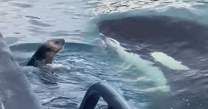 Otter Jumps Onto Boat Escaping Orca With Seconds To Spare | Klipland.com