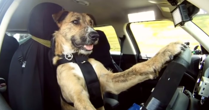 Shelter Teaches 3 Of Their Dogs To Drive Cars On Their Own | Klipland.com