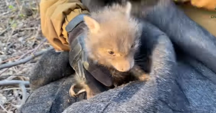 A Fox Who Became Attached To A Human After Being Rescued | Klipland.com