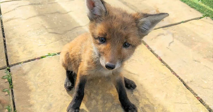 Family Rescues Baby Fox In Their Backyard And Reunites Him With Mom ...