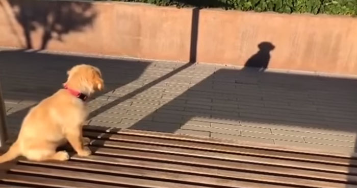 Confused Dog Barks At Her Shadow At Community Park | Klipland.com