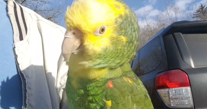 Bird Shows Its Singing Talent Performing Opera Music | Klipland.com