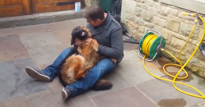 German Shepherd Cries Out In Happiness When Seeing Owner After Months ...
