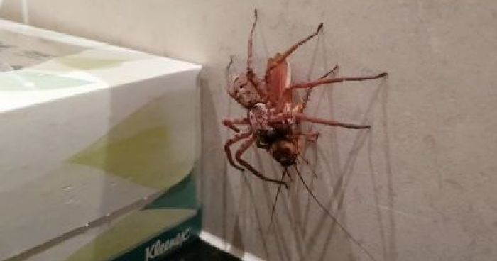 Cockroach Gets Instantly Wrecked By Huntsman Spider | Klipland.com