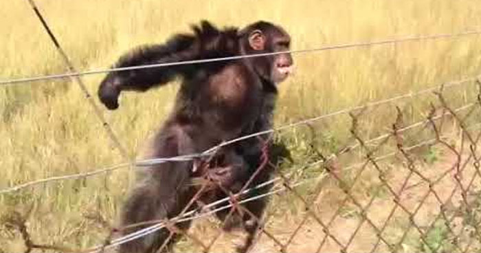 Chimp Dancing To Music And Clapping To The Beat | Klipland.com