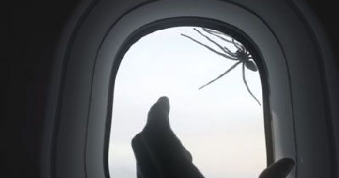 Plane Passenger Captures Giant Spider On A Window | Klipland.com
