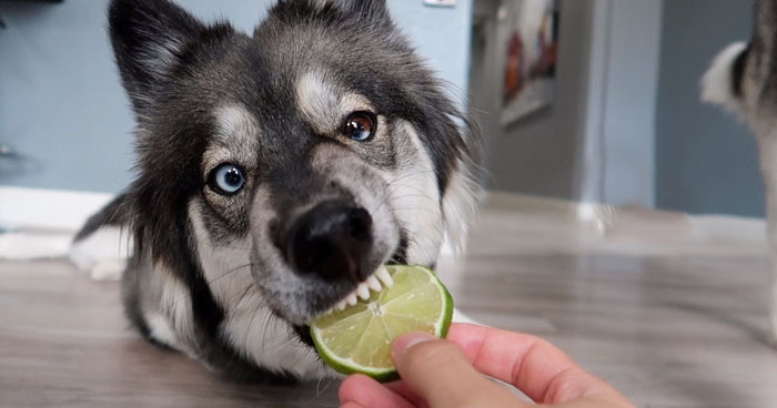 Husky Tastes The Lime For The First Time, Makes Everyone Laugh With ...