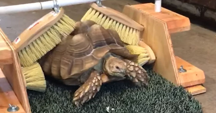 Tortoise Steals Whole Attention At A Scratching Tool | Klipland.com