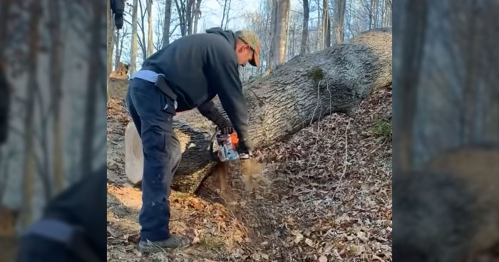 Guys Cut Fallen Tree, Then Water Starts Flowing Out | Klipland.com