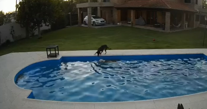 Pup Caught On Camera Saving 14-Year-Old Dog Who Fell Into Swimming Pool ...