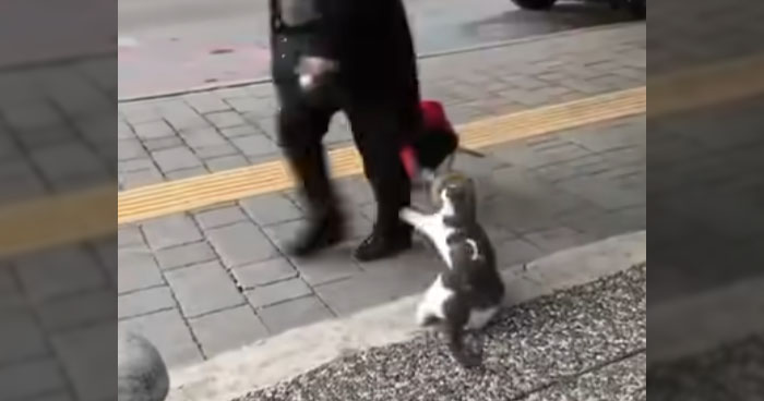 Stray Cat Sits On Sidewalk And Attacks Pedestrians | Klipland.com