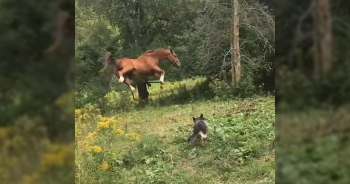 Excited Horse Makes Impressive Jump, Then Crashes Hard | Klipland.com