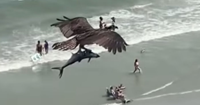 Huge Bird Of Prey Catches Shark-Like Fish On Beach | Klipland.com