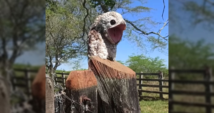 Woman Gets Spooked By Rare 'Demon Bird' With A Ghostly-Sounding Call ...