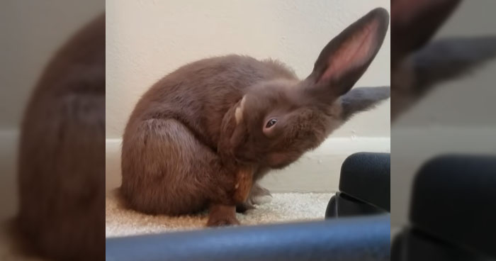 Rabbit Farts So Loud He Scares Himself | Klipland.com