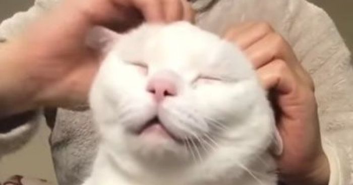 Cat Getting A Head Massage | Klipland.com