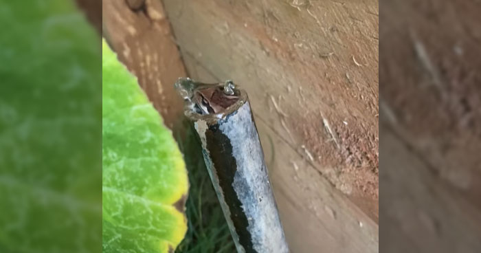 Frog Living in Pumpkin Patch Overflow Pipe | Klipland.com