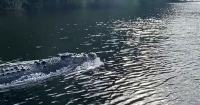 People Are Not Aware How Fast Crocodiles Can Swim | Klipland.com