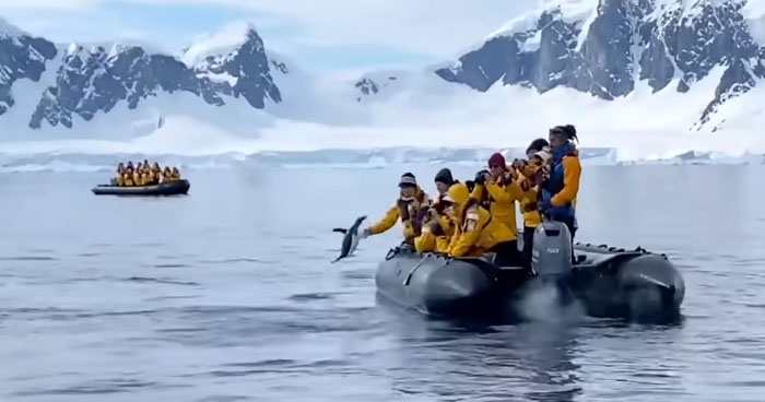 Penguin Being Chased By Killer Whales Hops On Tourist Boat | Klipland.com