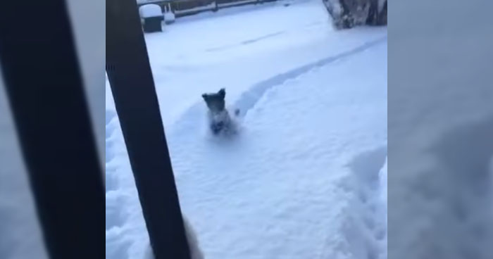Puppy Burrows Through Thick Layer Of Snow To Reach Front Door ...