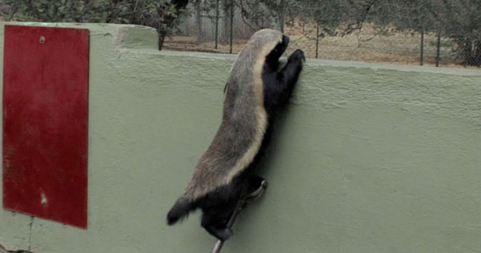 Smart Honey Badger That Can Escape From Anywhere | Klipland.com