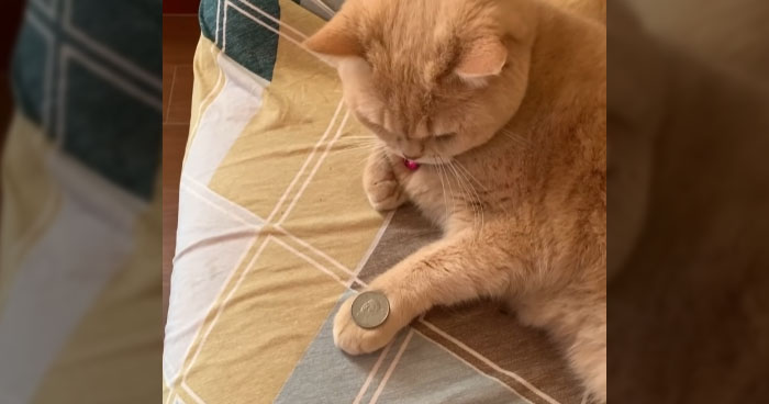 Cat Mimics Owner's Coin Trick | Klipland.com