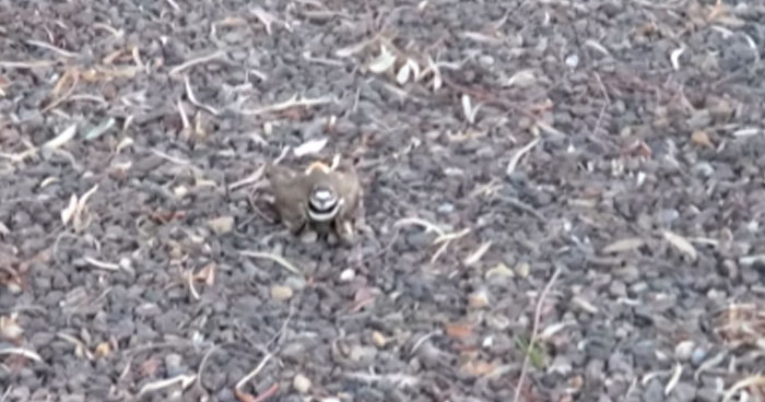 Killdeer Birds Have A Peculiar Defense Mechanism | Klipland.com