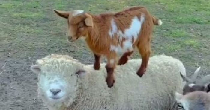 Baby Goat Enjoys Riding On Sheep By Standing On His Back | Klipland.com