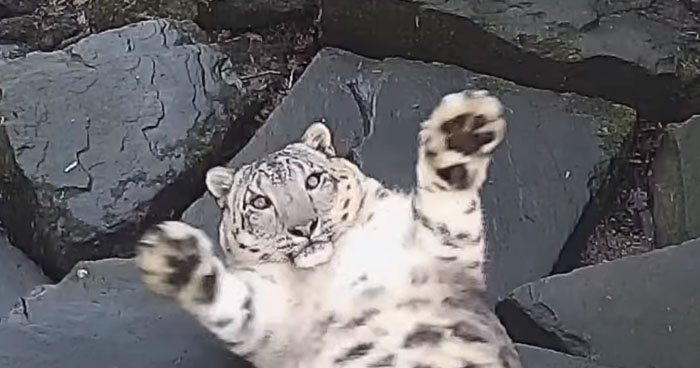 Snow Leopard Makes Everyone Laugh When She Spots CCTV Camera | Klipland.com