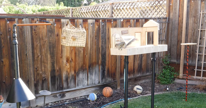 Backyard Squirrel Maze 2.0 - The Walnut Heist | Klipland.com