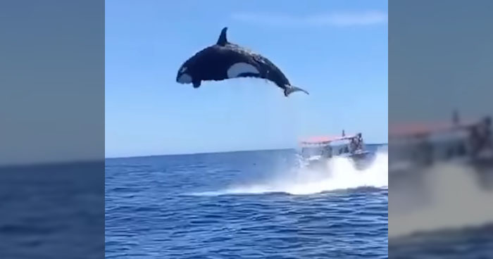 Video Shows An Orca Crashing Straight Into A Dolphin In Mid-Air ...