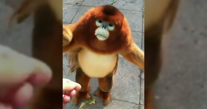 Cutest Golden Snub-Nosed Monkey Eating Berries | Klipland.com