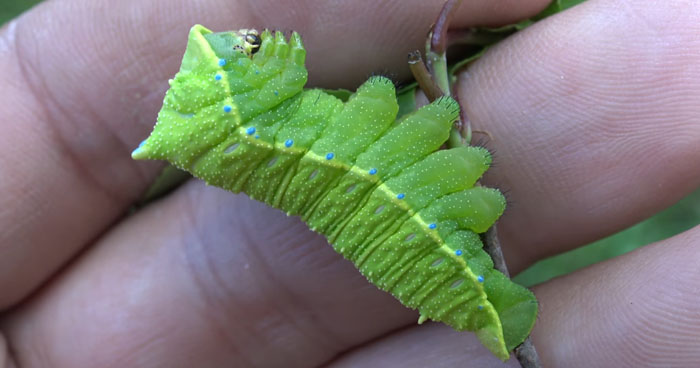 Cutest Caterpillar Makes Most Adorable Squeaking Sound | Klipland.com