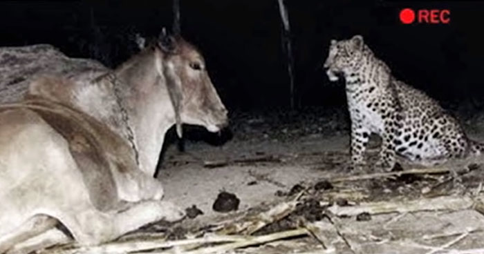 Farmer Sets Up Camera To Learn Why A Leopard Visits His Cow At Night ...