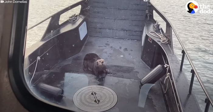 Otter Jumps On Guy's Boat To Escape Orca | Klipland.com