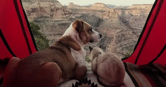 Dog Comforts His Cat Brother In The Cutest Way | Klipland.com