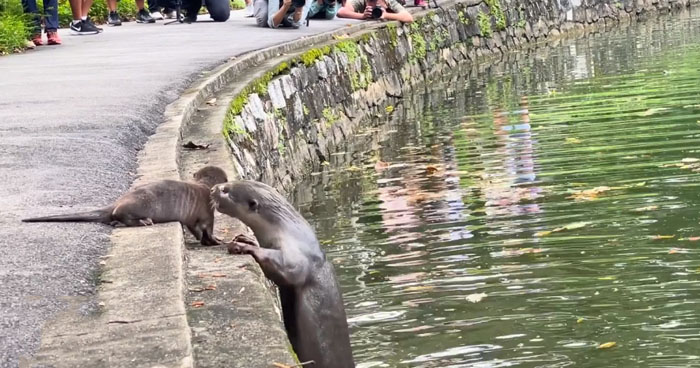 Scared Otter Pup Can't Jump Into Water, Mom's Move Is Going Viral ...