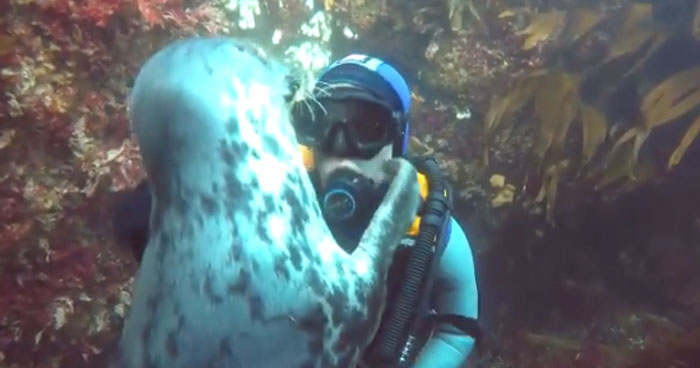 Diver Captures Touching Moment When Grey Seal Wants A Hug | Klipland.com