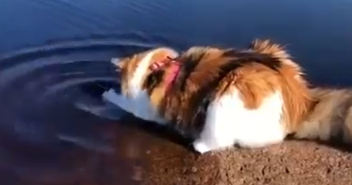 Cat Steps Into A Water For The First Time, Video Is Going Viral ...